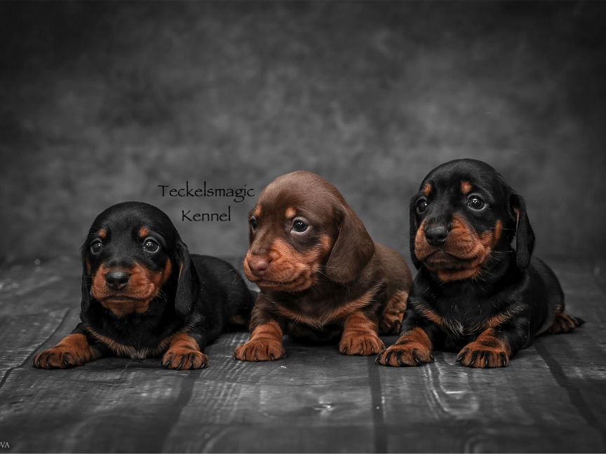 Такса стандартная г/ш, питомник