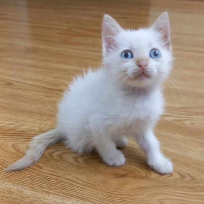 Белый котенок 2 мес