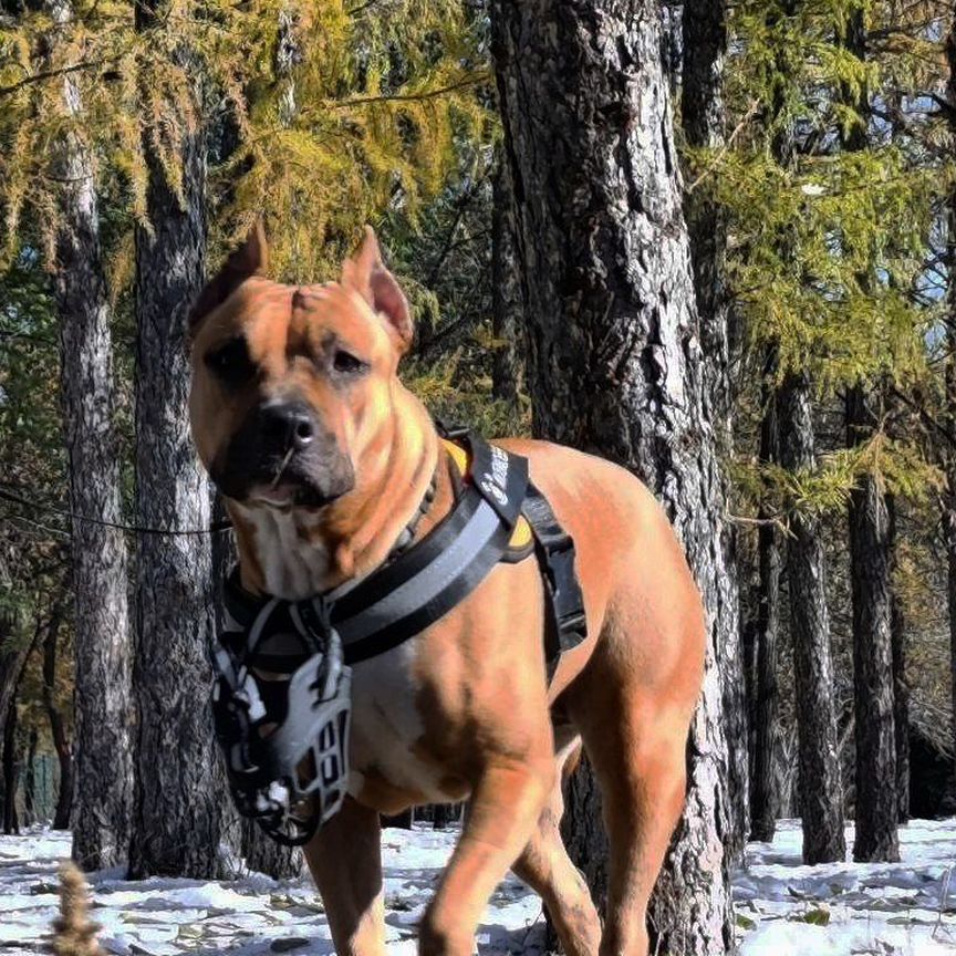 Американский стаффордширский терьер, взрослая собака