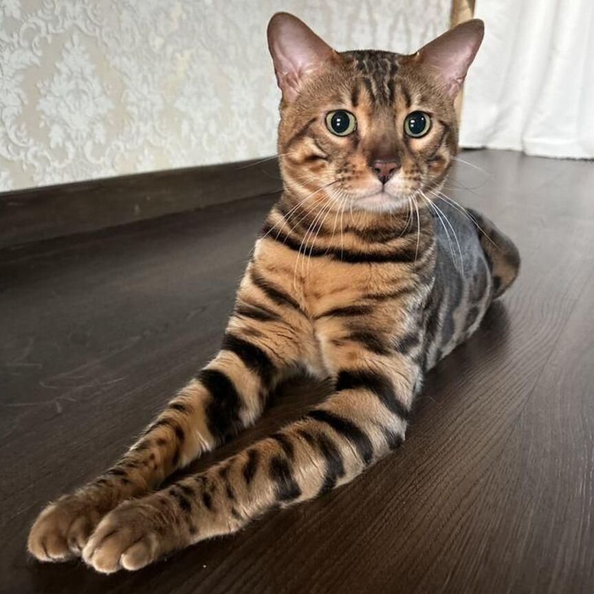 Бенгальская