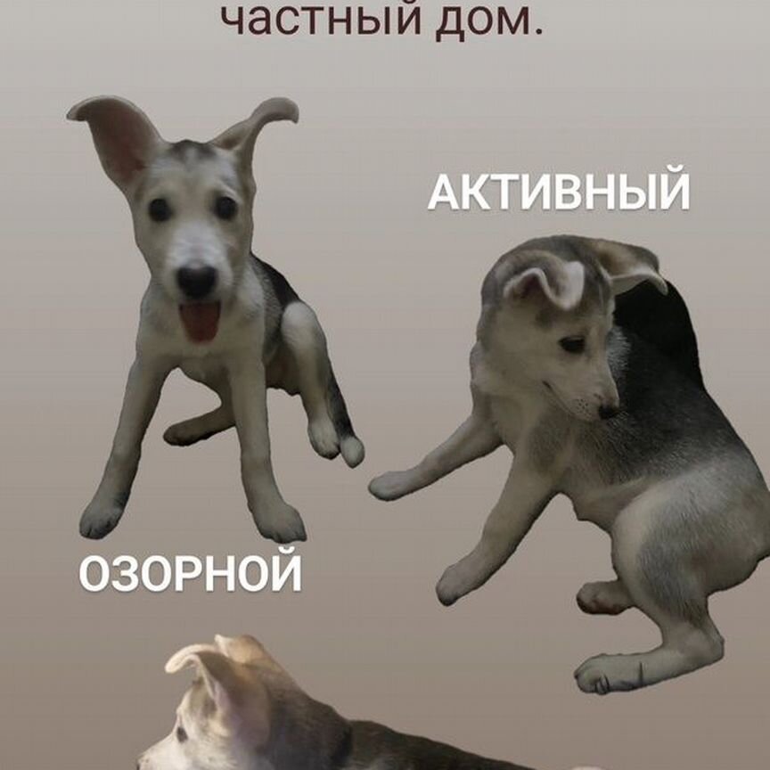 Щенки лайка(хаски)