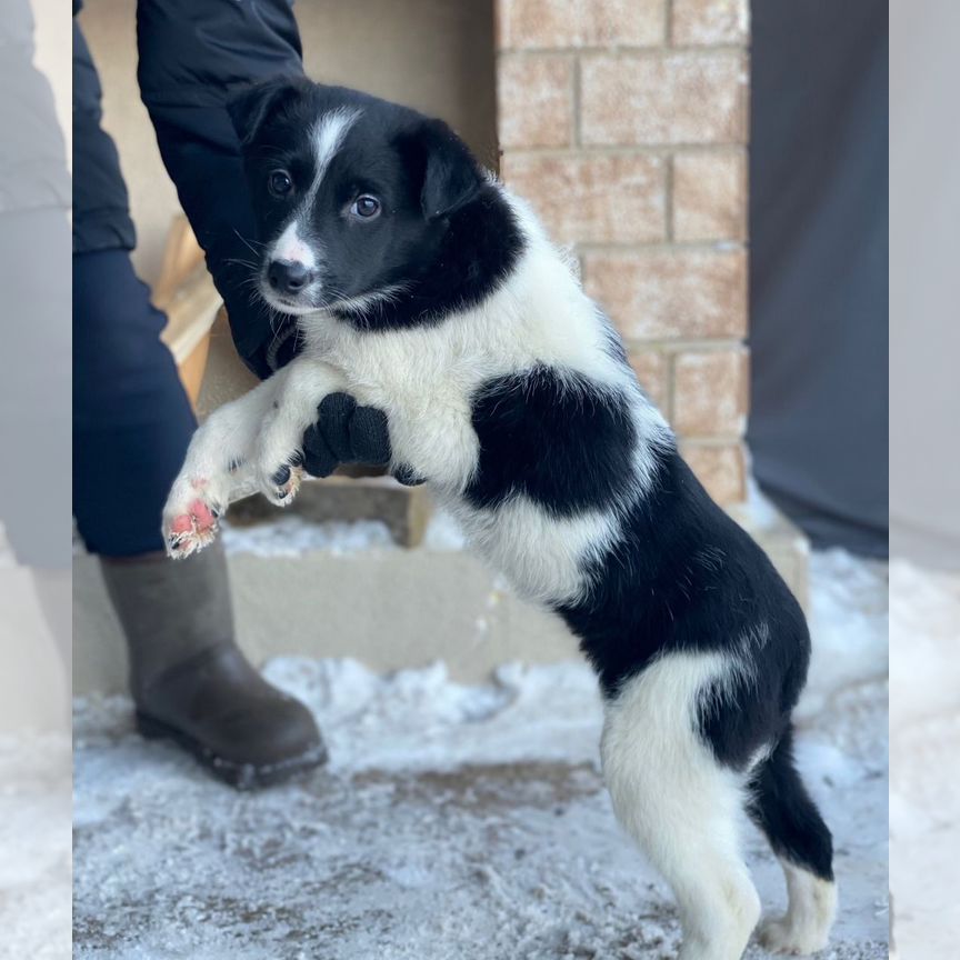 Щенок в добрые руки