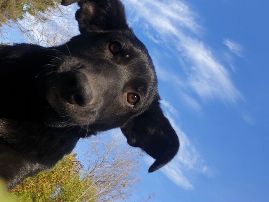 Добби ждёт хозяина