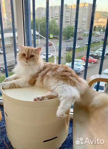Шотландский кот