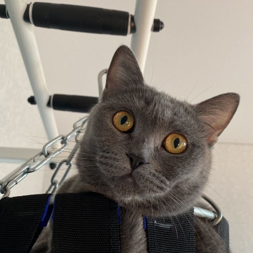 Шотландская прямоухая кошка