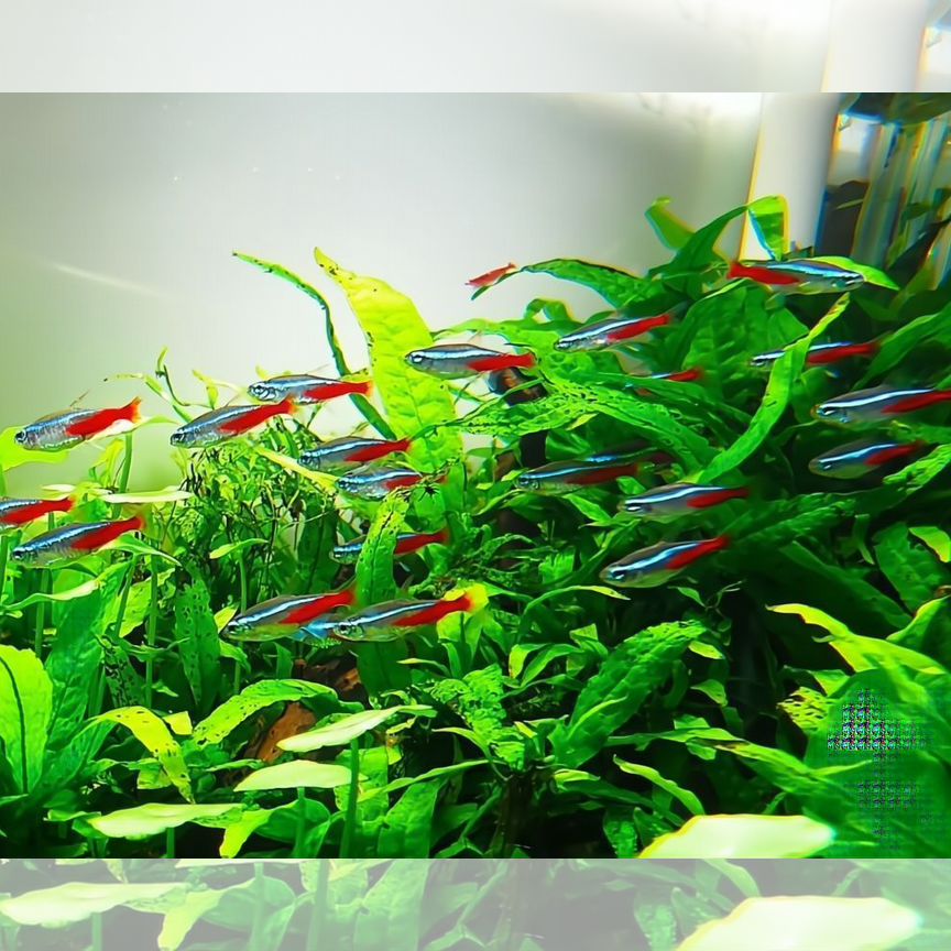 Неон голубой