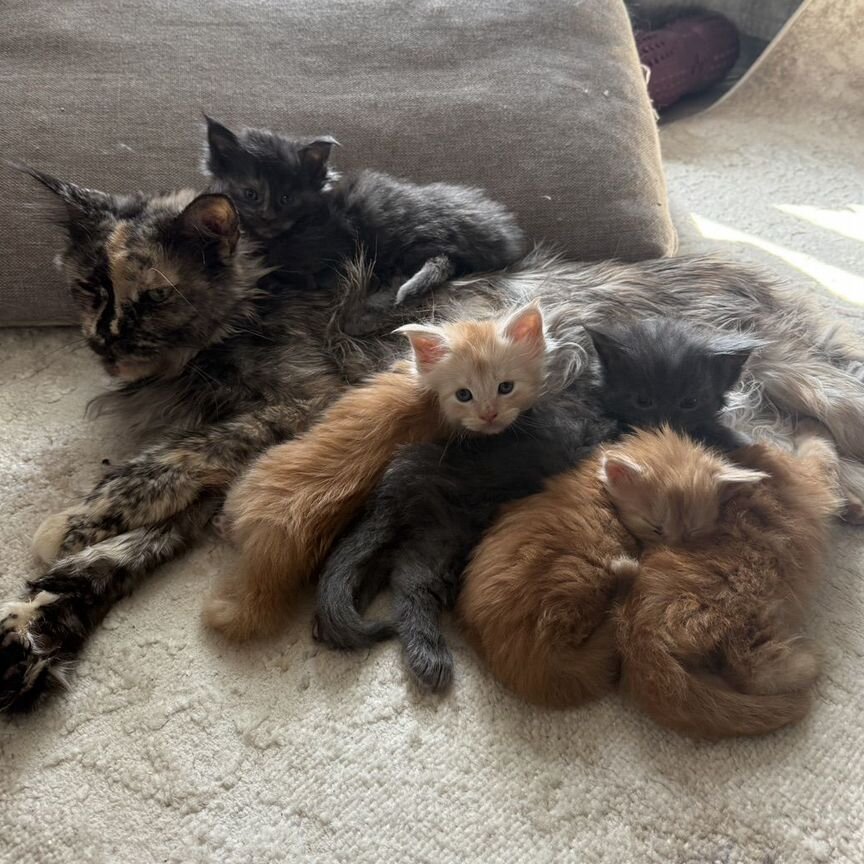 Мейн-кун котёнок