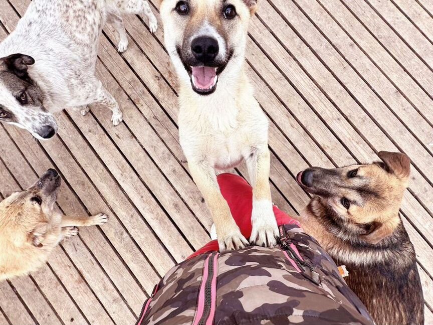 Маленькая собака в добрые руки