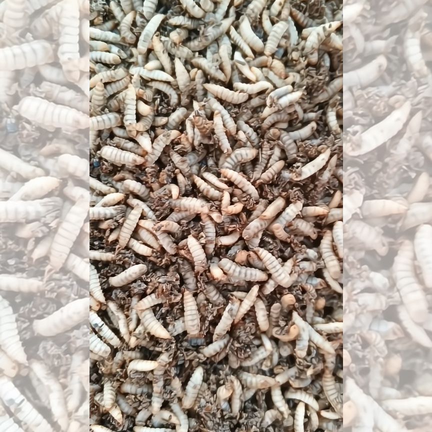 Личинка,Черной львинки, замороженная