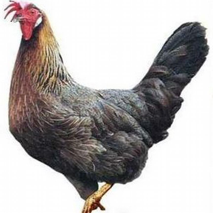 Кучинская юбилейная куры