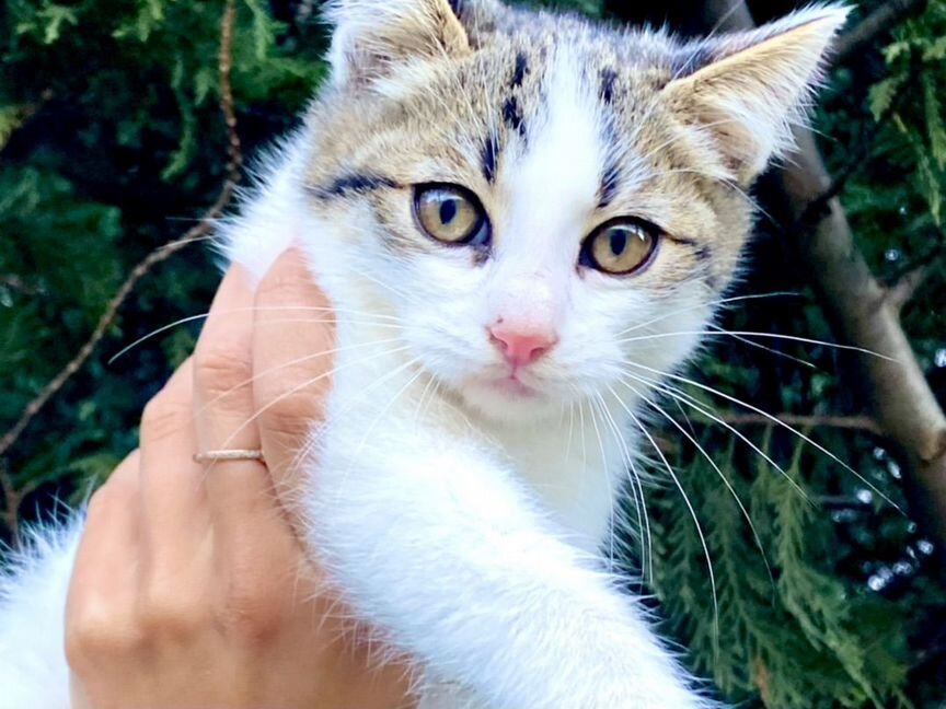 Дворянский кот в добрые руки