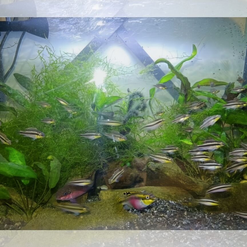 Аквариумные рыбки