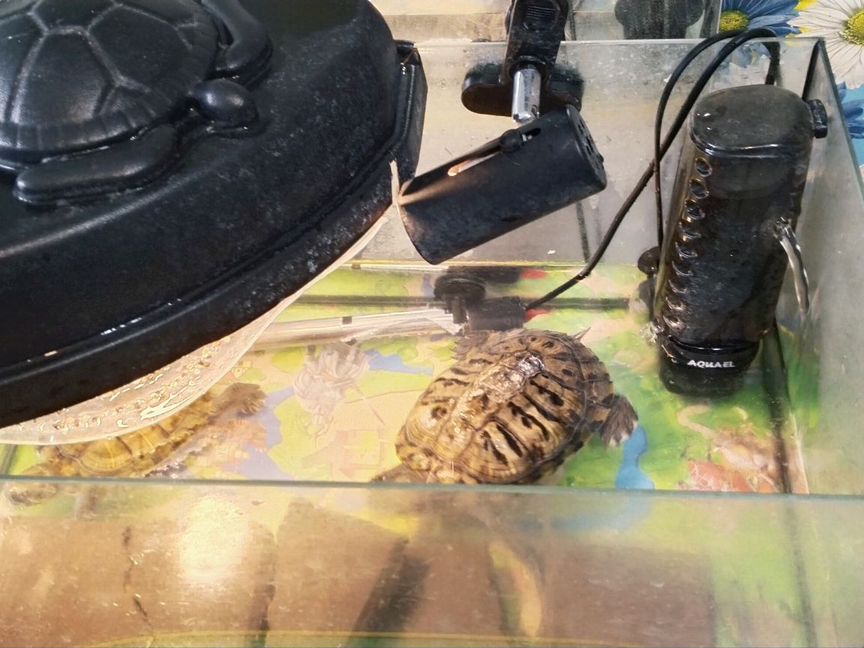 Аквариум для красноухой черепахи