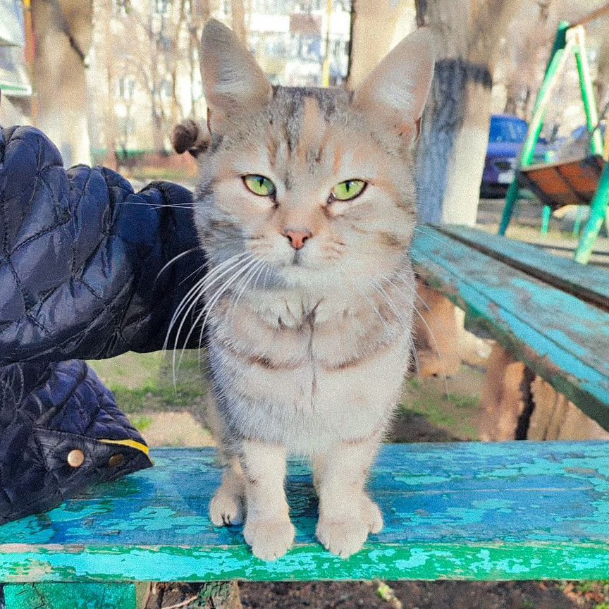 В добрые руки