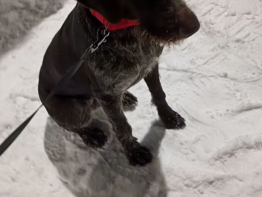 Собака дратхаар отдам