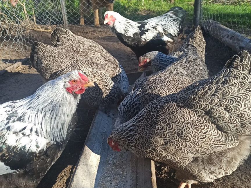 Куры Виандот Сильвер Патридж
