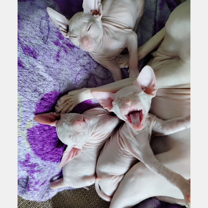 Донской сфинкс котята