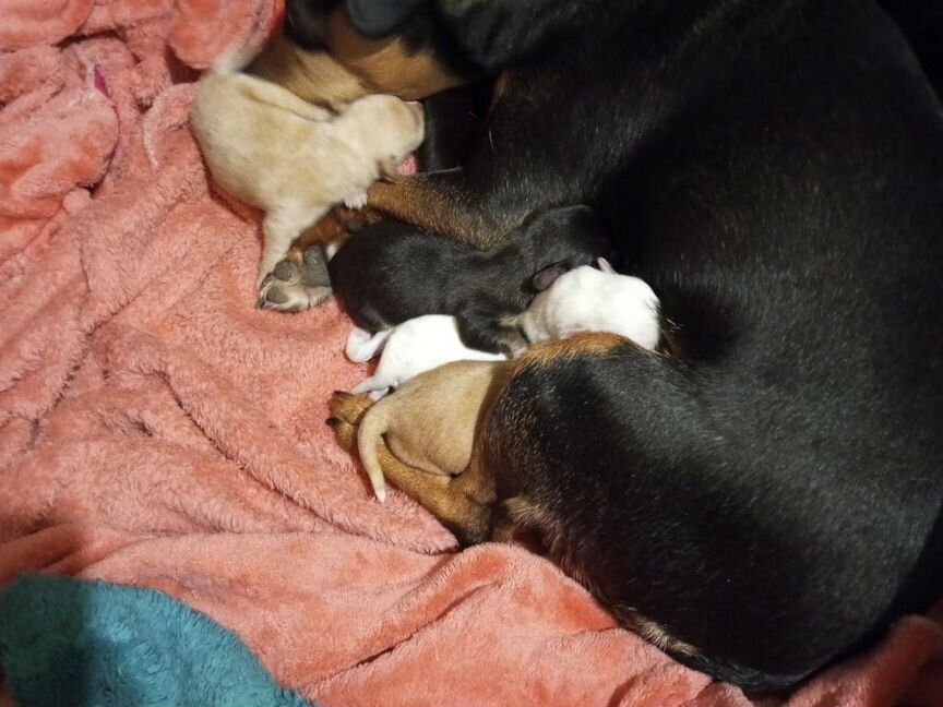 Маленькая собака