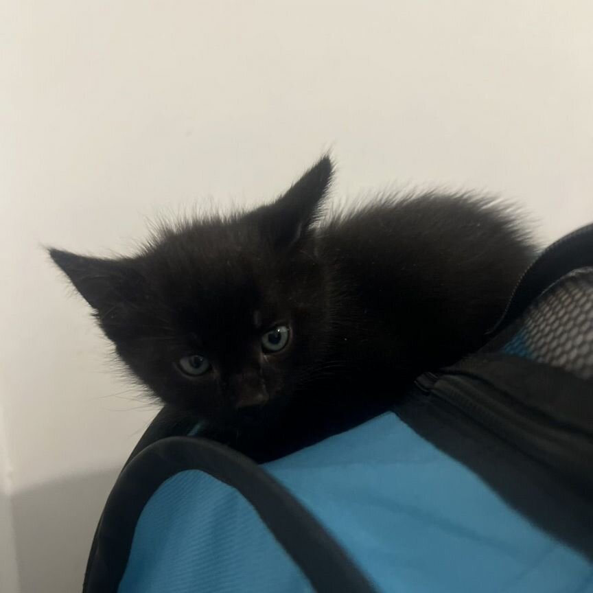 Котята в добрые руки от кошки мышеловки