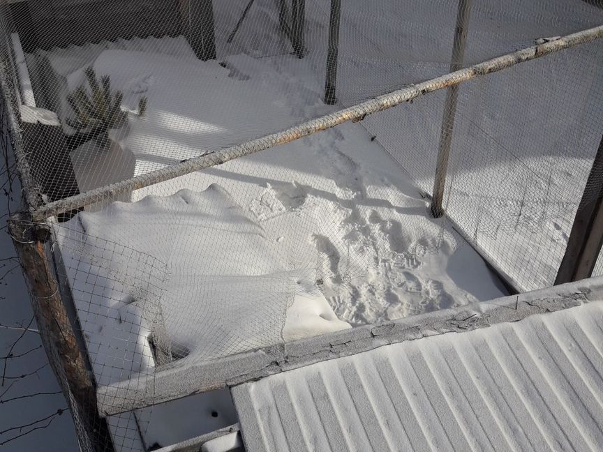 Сетка для курятника