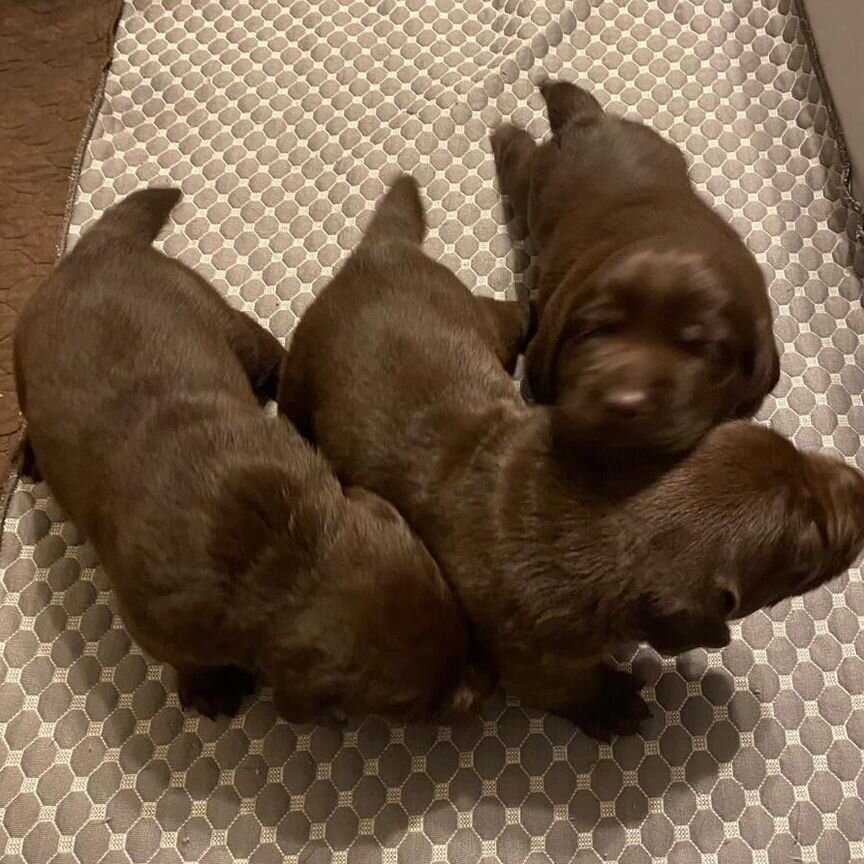 Щенки лабрадора шоколадные