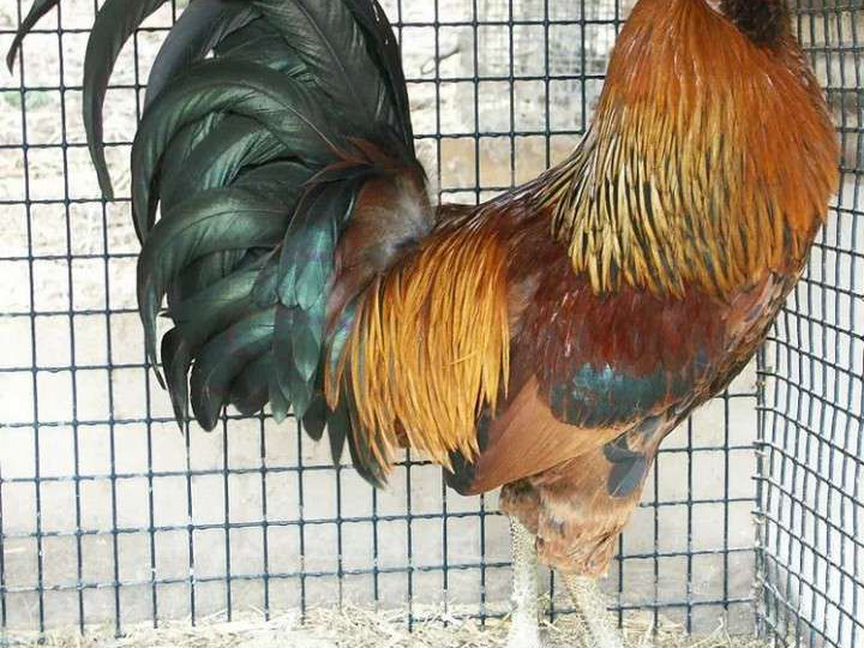 Семья индюков