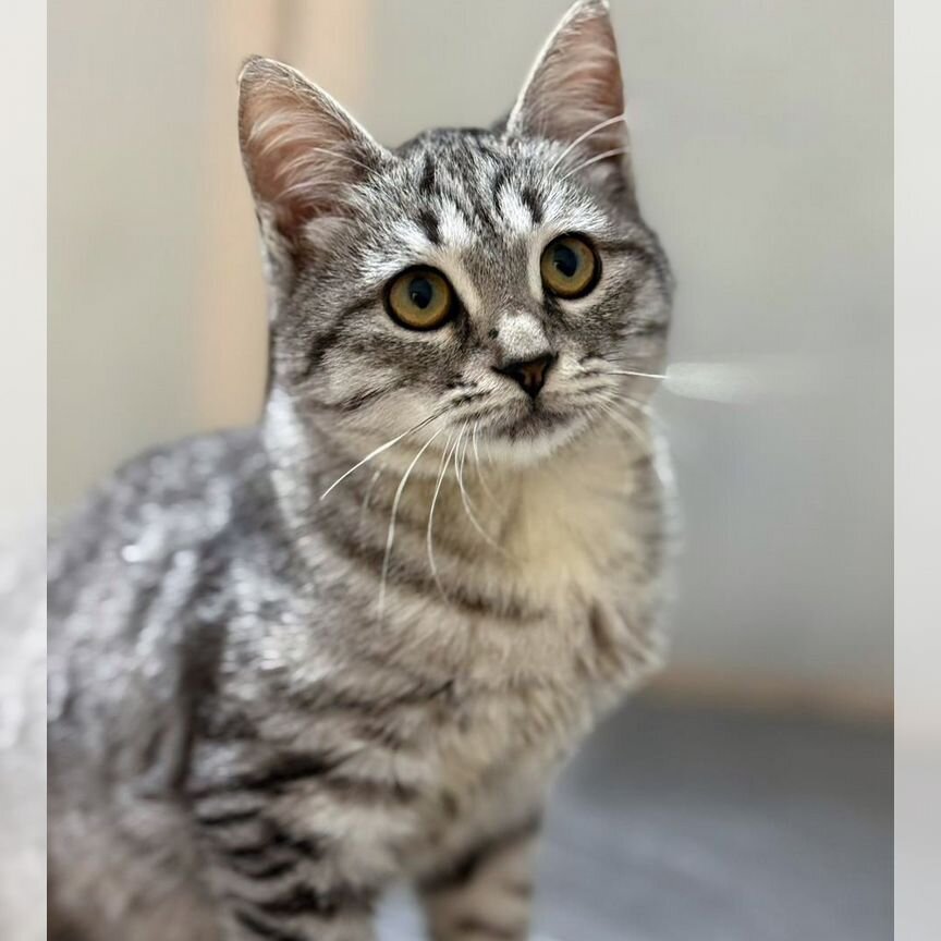 Шотландский прямоухий короткошёрстный котёнок