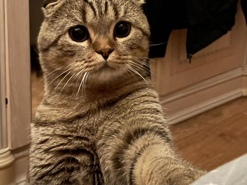 Кот на вязку