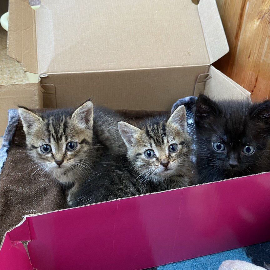 Классные маленькие котята милашки ищут дом