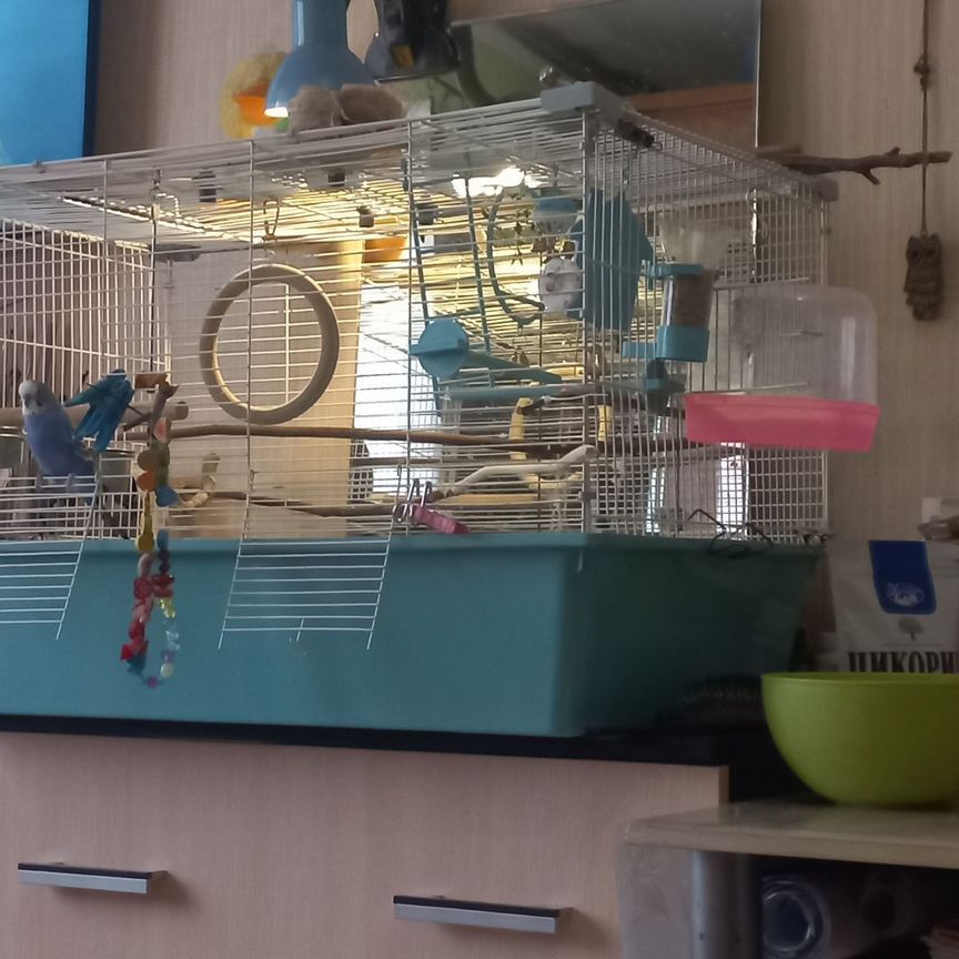 Говорящий попугай