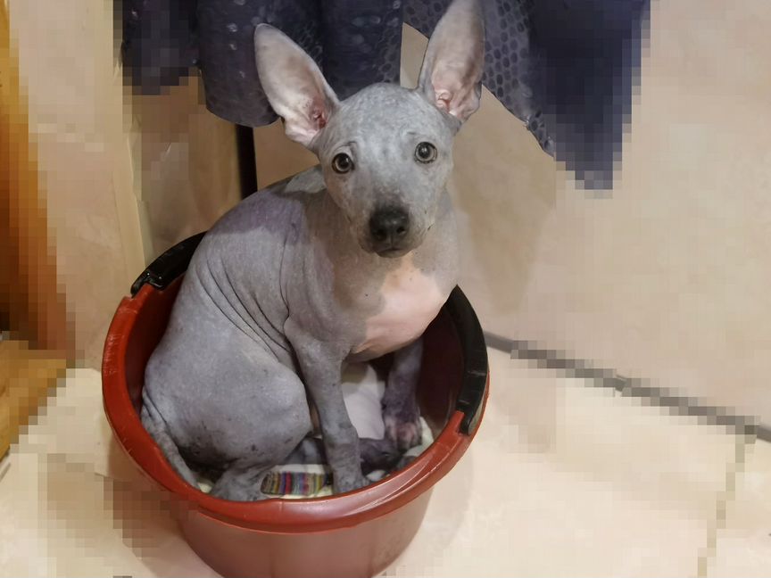 Американский голый терьер (сфинкс собака)