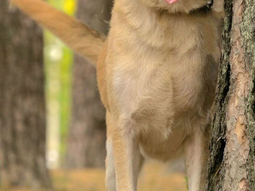 Собака в добрые руки