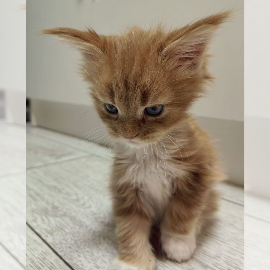 Мейн-кун котёнок