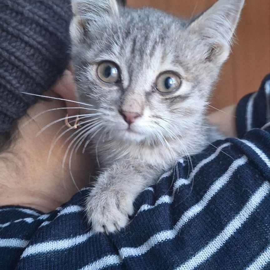 Котенок девочка. Кнопка