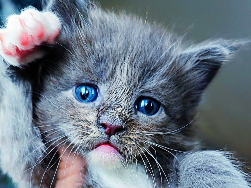 Мейнкун Чистокровный