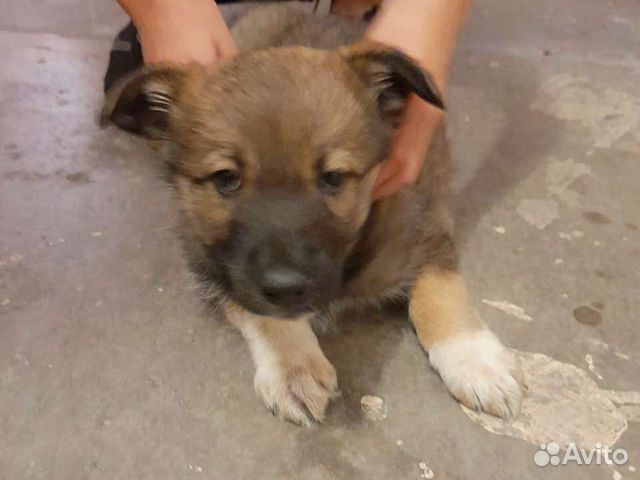 Щеночек может снова стать бездомной