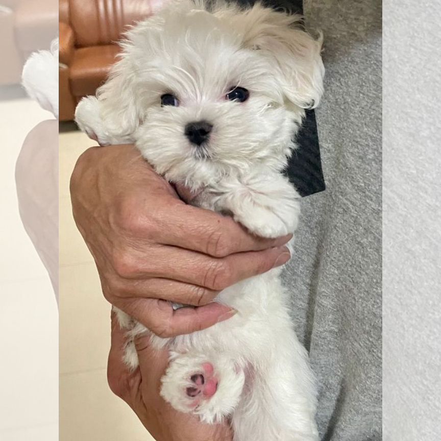 Мальтипу, щенок