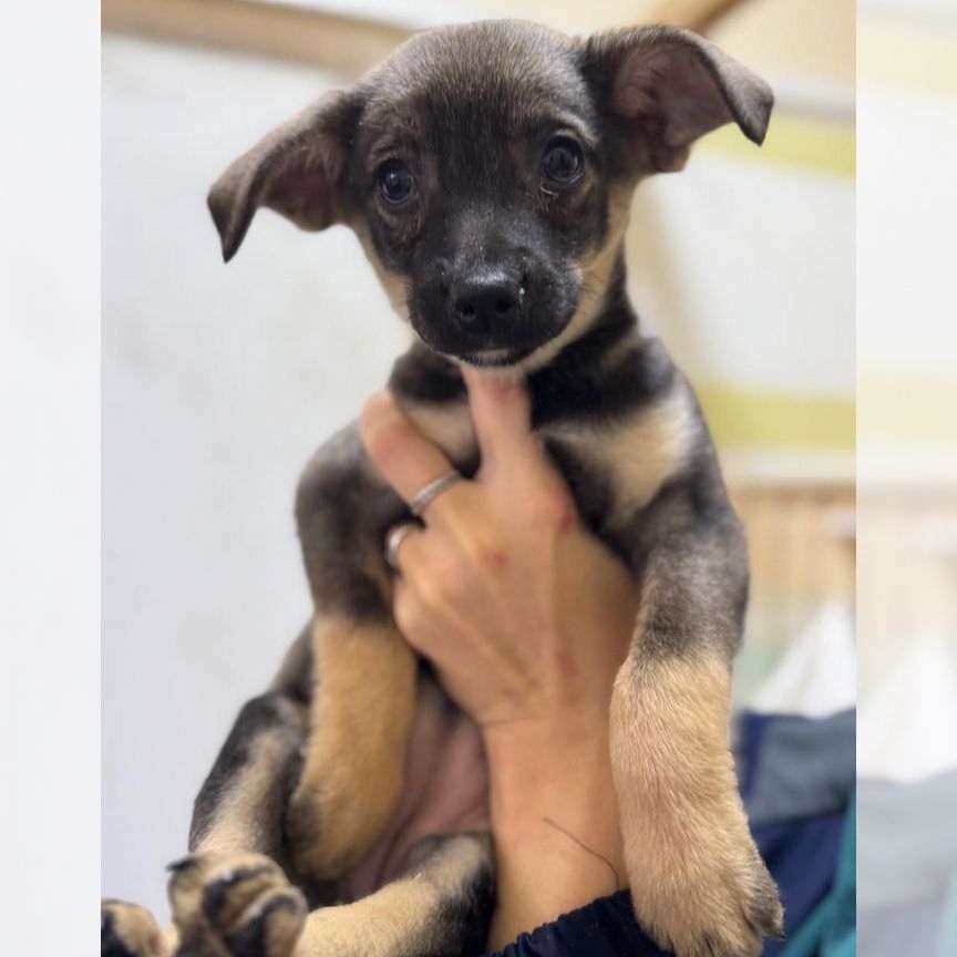 Щенок в добрые руки