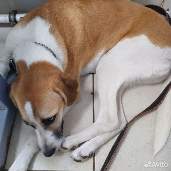 Собака в добрые руки, Мэгги