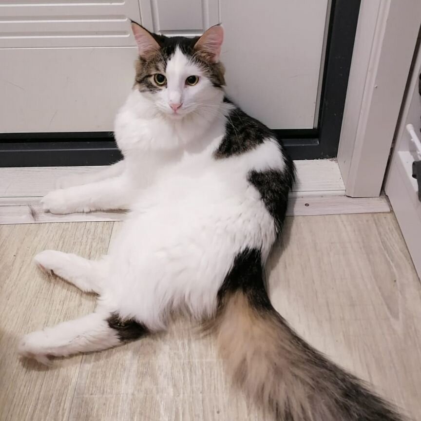 Котик в добрые руки