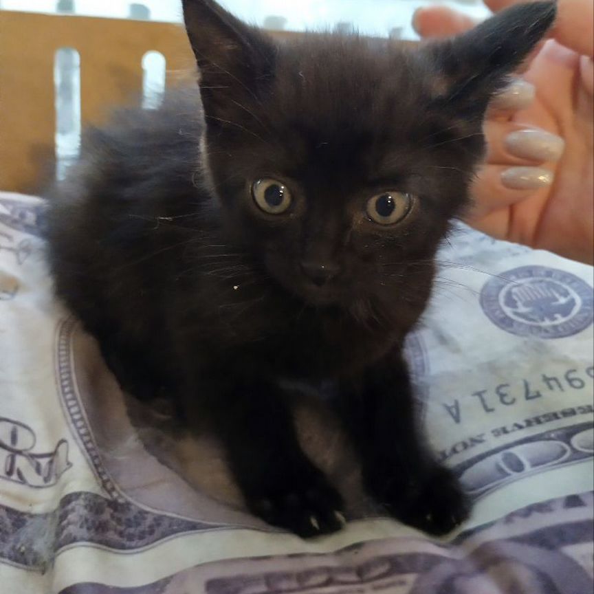 Котёнок Тихон