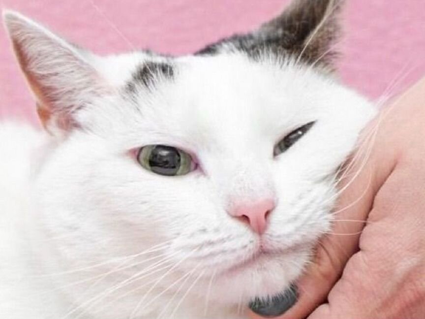 Царь-кошка ищет подданных