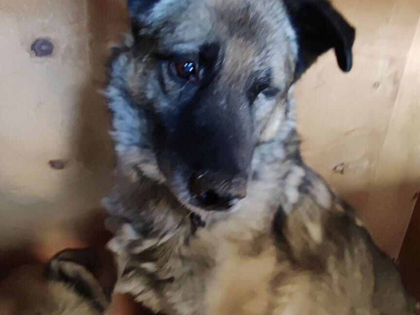 Собака в добрые руки