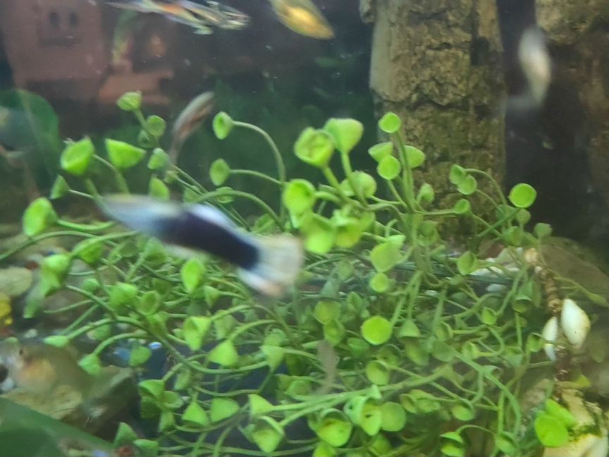 Аквариумное рыбки гуппи мальки