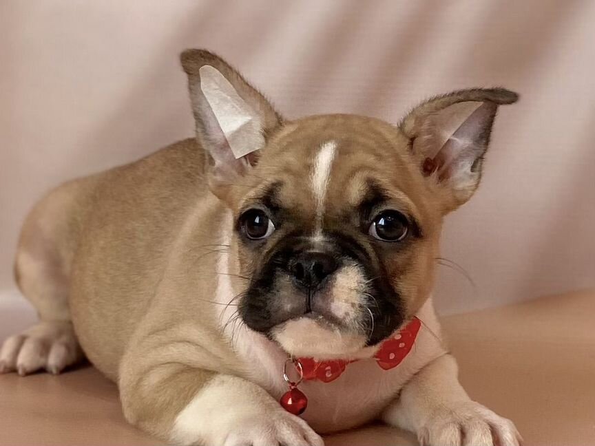 Французский бульдог, яркий рыжик