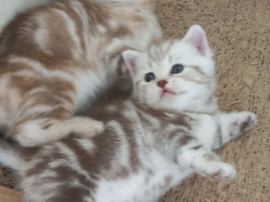 Короткие лапки. Котятки