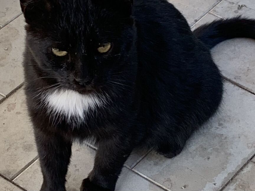 Котик Барсик ищет дом на зимний период