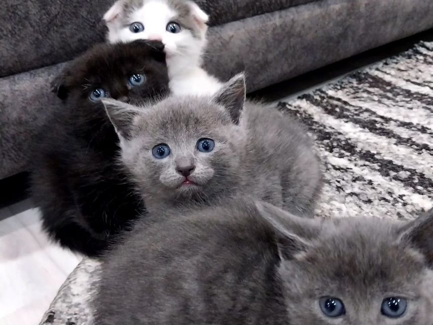 Британские вислоухие котята