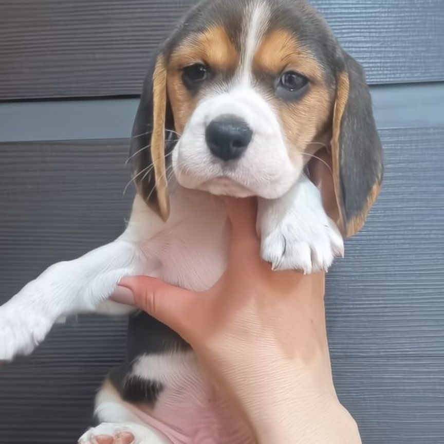 Бигль, щенок