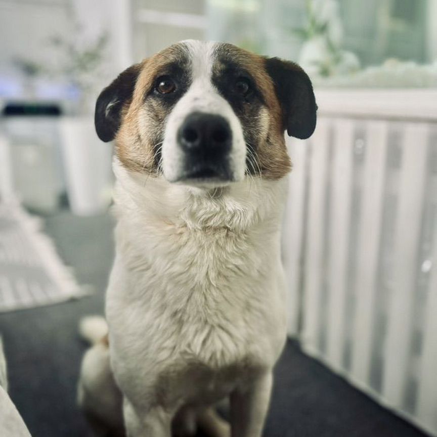 Отдам доброго пса